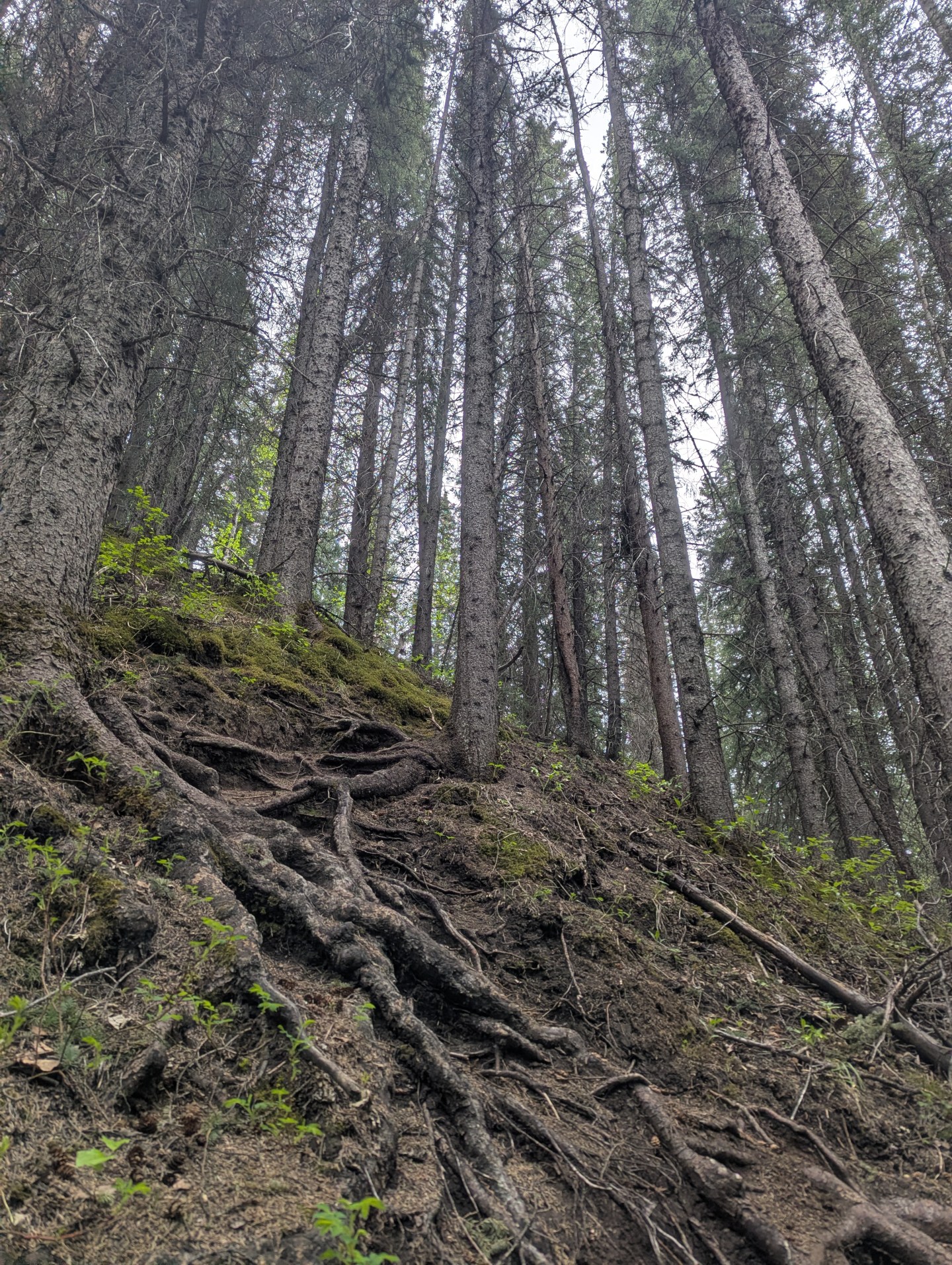 Folding Mountain (2117 m) – Peak Bliss